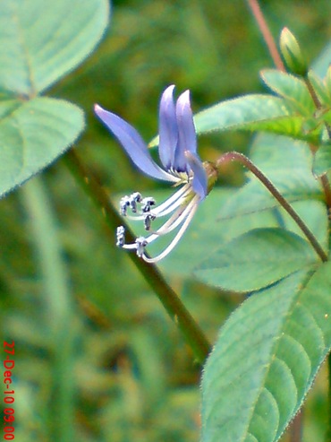 Bunga Maman Ungu ( Cleome rutidosperma )